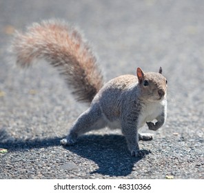 Squirrel Close Stock Photo 48310366 | Shutterstock