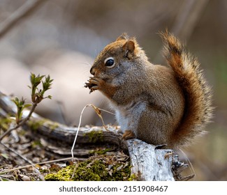 3,537 Squirrel profile Images, Stock Photos & Vectors | Shutterstock