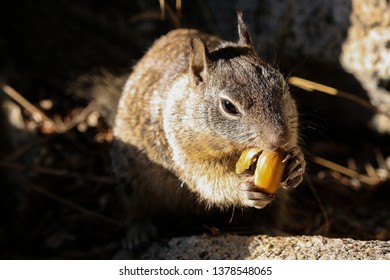 Squirrel Cracking Open Nut Stock Photo 1378548065 | Shutterstock
