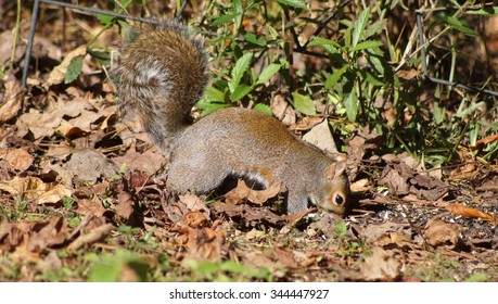 892 Squirrel digging Images, Stock Photos & Vectors | Shutterstock