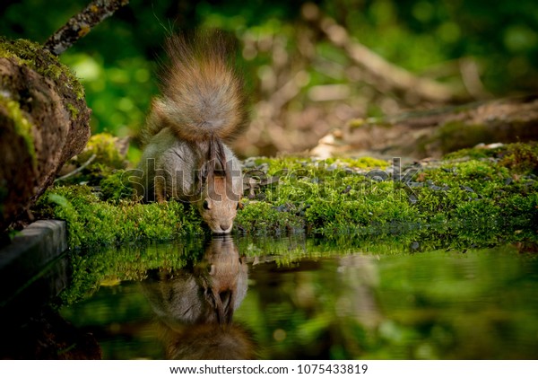 57,116 Wild Animals Drinking Water Images, Stock Photos & Vectors ...