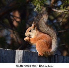 102 Smiley squirrel Images, Stock Photos & Vectors | Shutterstock