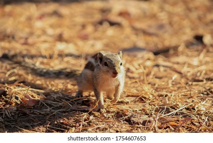 Squirrel Face Focused Front View Wallpaper Stock Photo 1754607653 ...