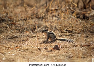 Squirrel Face Focused Side View Stock Photo 1754988200 | Shutterstock