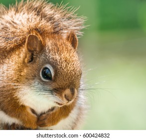 315 Squirrel head shot Images, Stock Photos & Vectors | Shutterstock