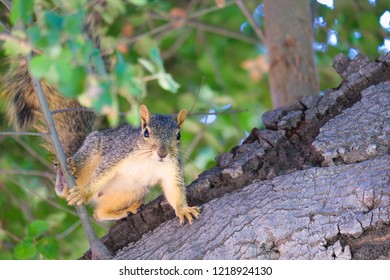 Squirrel Looking Camera Stock Photo 1218924130 | Shutterstock