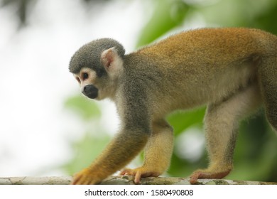556 imágenes de Squirrel monkey climbing tree - Imágenes, fotos y ...