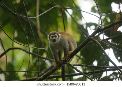 556 imágenes de Squirrel monkey climbing tree - Imágenes, fotos y ...
