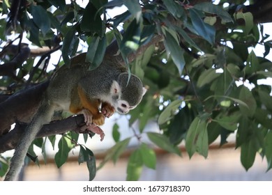 1,514 Monkey Looking Down Images, Stock Photos & Vectors | Shutterstock