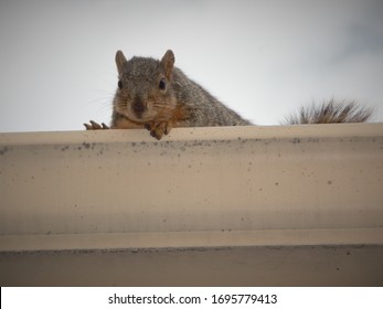 1,832 Gutter Animal Images, Stock Photos & Vectors | Shutterstock