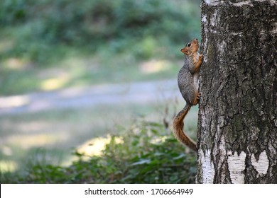 Scamper Images, Stock Photos & Vectors | Shutterstock