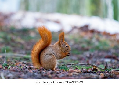 3,537 Squirrel profile Images, Stock Photos & Vectors | Shutterstock