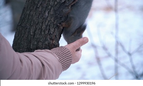353 Squirrel arms up Images, Stock Photos & Vectors | Shutterstock