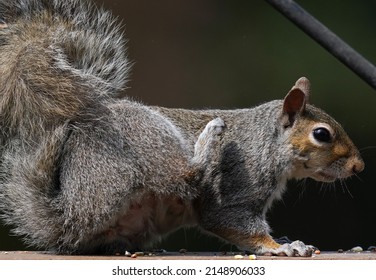 376 Scratching squirrel Images, Stock Photos & Vectors | Shutterstock