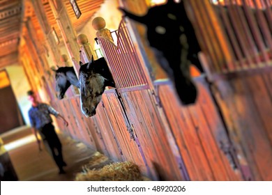 Stablehand Images, Stock Photos & Vectors | Shutterstock