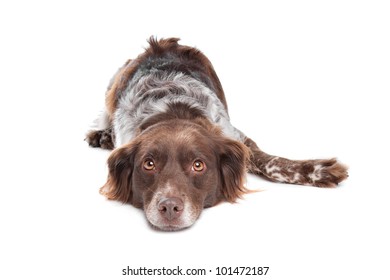 Stabyhounfrisian Pointer Front White Background Stock Photo 101472187 ...