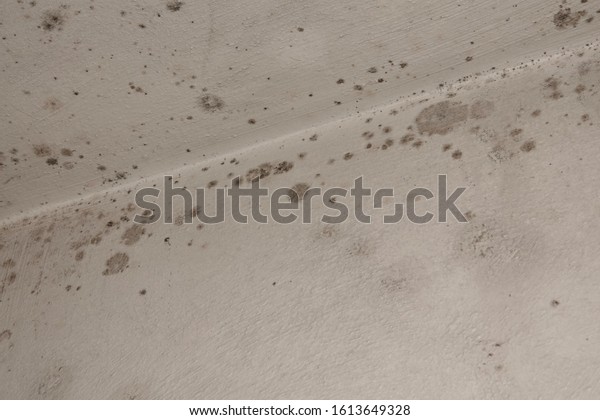 Stachybotrys Chartarum Black Ceiling Mold Fungus Stock Photo (Edit Now ...