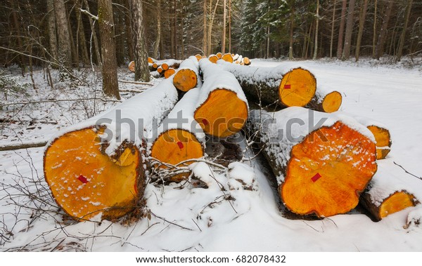 Stack Alder Tree Logs Under Snow Stock Photo 682078432 | Shutterstock