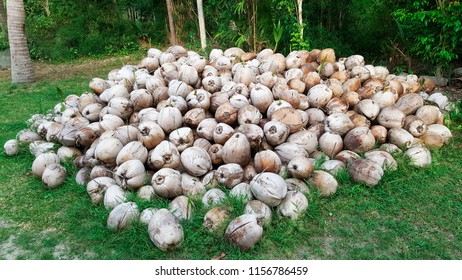 Stack Brown Coconut Garden Stock Photo 1156786459 | Shutterstock