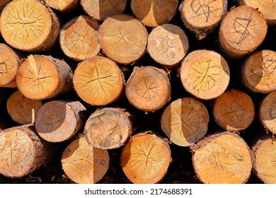 478 Cut wooden trunk side view Images, Stock Photos & Vectors ...