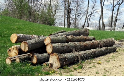 Stack Cut Trees Before Before Being Stock Photo 2151661073 | Shutterstock