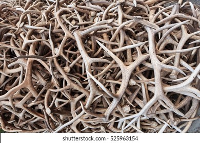 6,529 Antler bone Images, Stock Photos & Vectors | Shutterstock