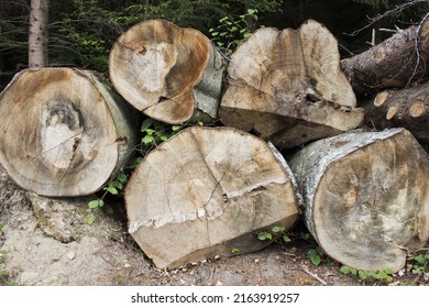 Stack Felled Tree Trunks Forest Stock Photo 2163919257 | Shutterstock