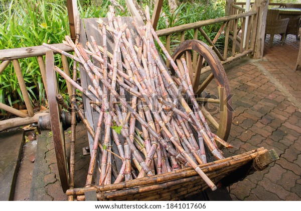 Stack Fresh Cut Sugar Cane On Stock Photo (Edit Now) 1841017606