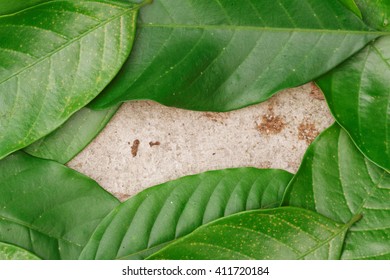 Stack Green Rambutan Tree Rambutan Native Stock Photo 411720184 ...