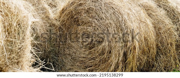 Stack Hay Autumn Background Hay Twisted Stock Photo 2195138299 ...