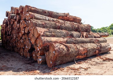 4,146 Amazon logging Images, Stock Photos & Vectors | Shutterstock