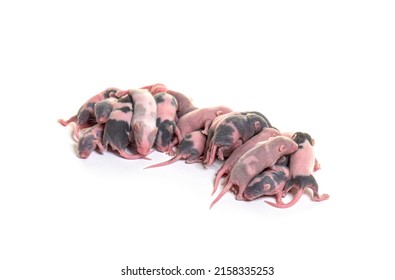 615 Hairless Mouse Images, Stock Photos & Vectors | Shutterstock