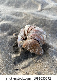 24 Slipper limpets Images, Stock Photos & Vectors | Shutterstock