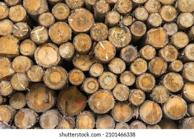 35,559 Spruce paper Stock Photos, Images & Photography | Shutterstock