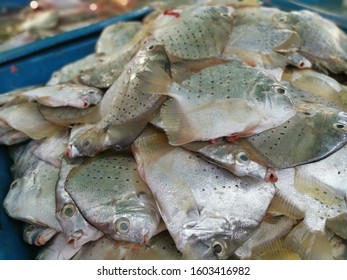 194 Spotted sicklefish Images, Stock Photos & Vectors | Shutterstock