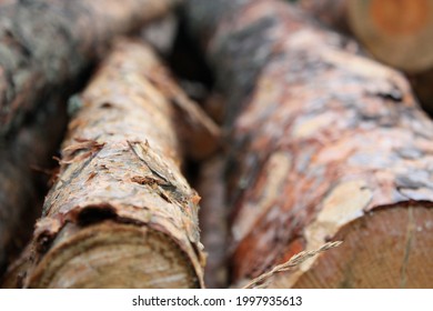 Stacked Cut Down Trees Drying Out Stock Photo 1997935613 | Shutterstock