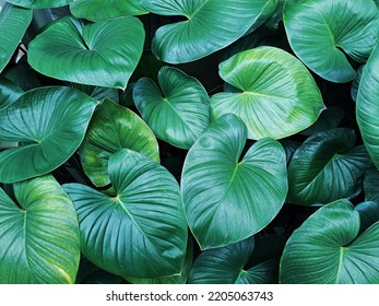 155,156 Stack Of Leaves Images, Stock Photos & Vectors | Shutterstock