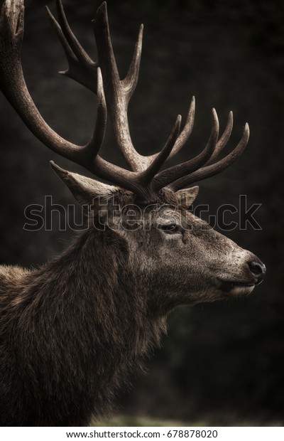 Stag Head Stock Photo (Edit Now) 678878020