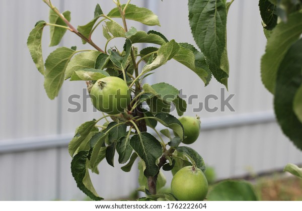 Stages Apple Fruit Development Small Green Stock Photo (Edit Now ...