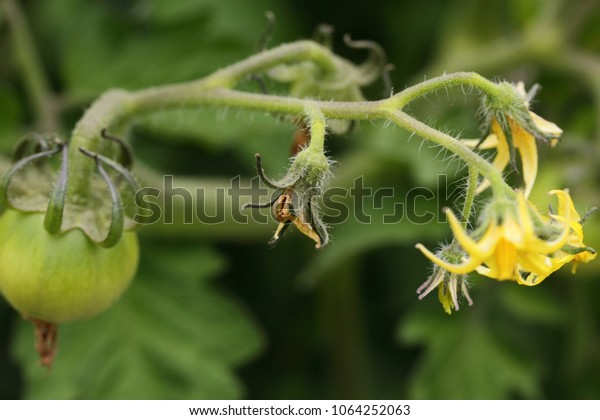 Stages Tomato Bloom Development Stock Photo (Edit Now) 1064252063