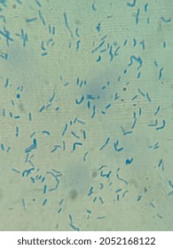 Stained Bacteria Bacilli Under Microscope Stock Photo 2052168122 ...