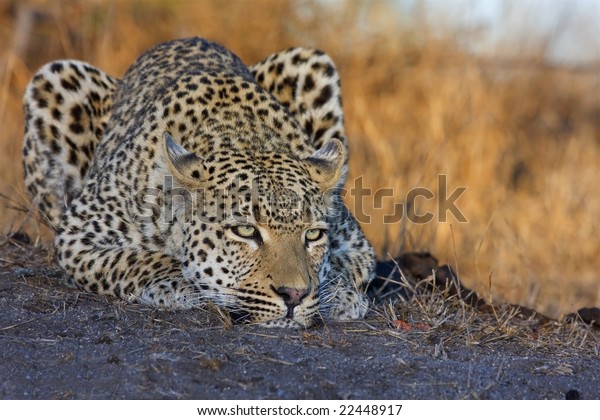 Stalking Leopard Stock Photo (Edit Now) 22448917