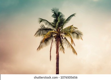 253 Coconut trees standing alone Images, Stock Photos & Vectors ...