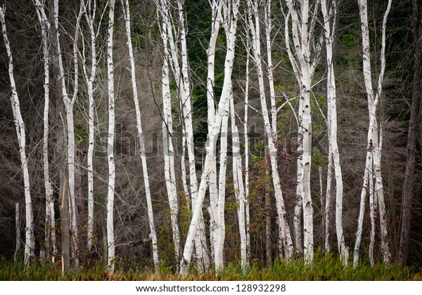 Stand Birch Trees Stock Photo 128932298 | Shutterstock