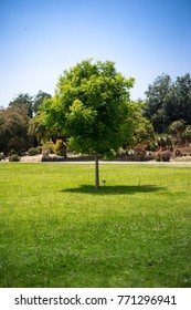 43,966 Standing alone tree Images, Stock Photos & Vectors | Shutterstock