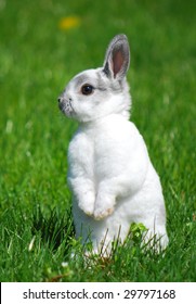 201 Upright bunny Images, Stock Photos & Vectors | Shutterstock