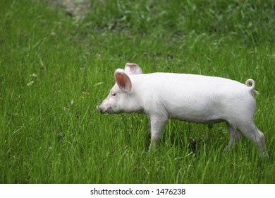 Standing Pig Stock Photo 1476238 | Shutterstock
