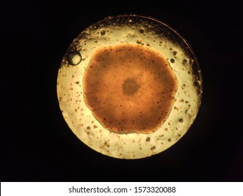 Staphylococcus Aureus Colony Under Microscope Stock Photo (Edit Now ...