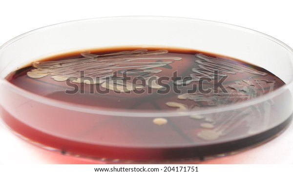 Staphylococcus Aureus Enterococcus Faecalis Bacterium On Stock Photo ...