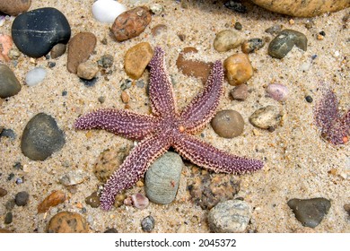 548 Starfish Rock Pool Images, Stock Photos & Vectors | Shutterstock